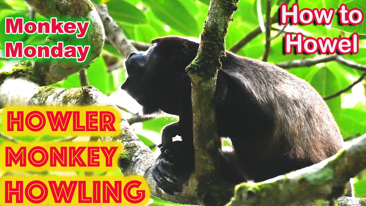 The Howl of the Howler Monkey - Loud Monkey - Costa Rica Story