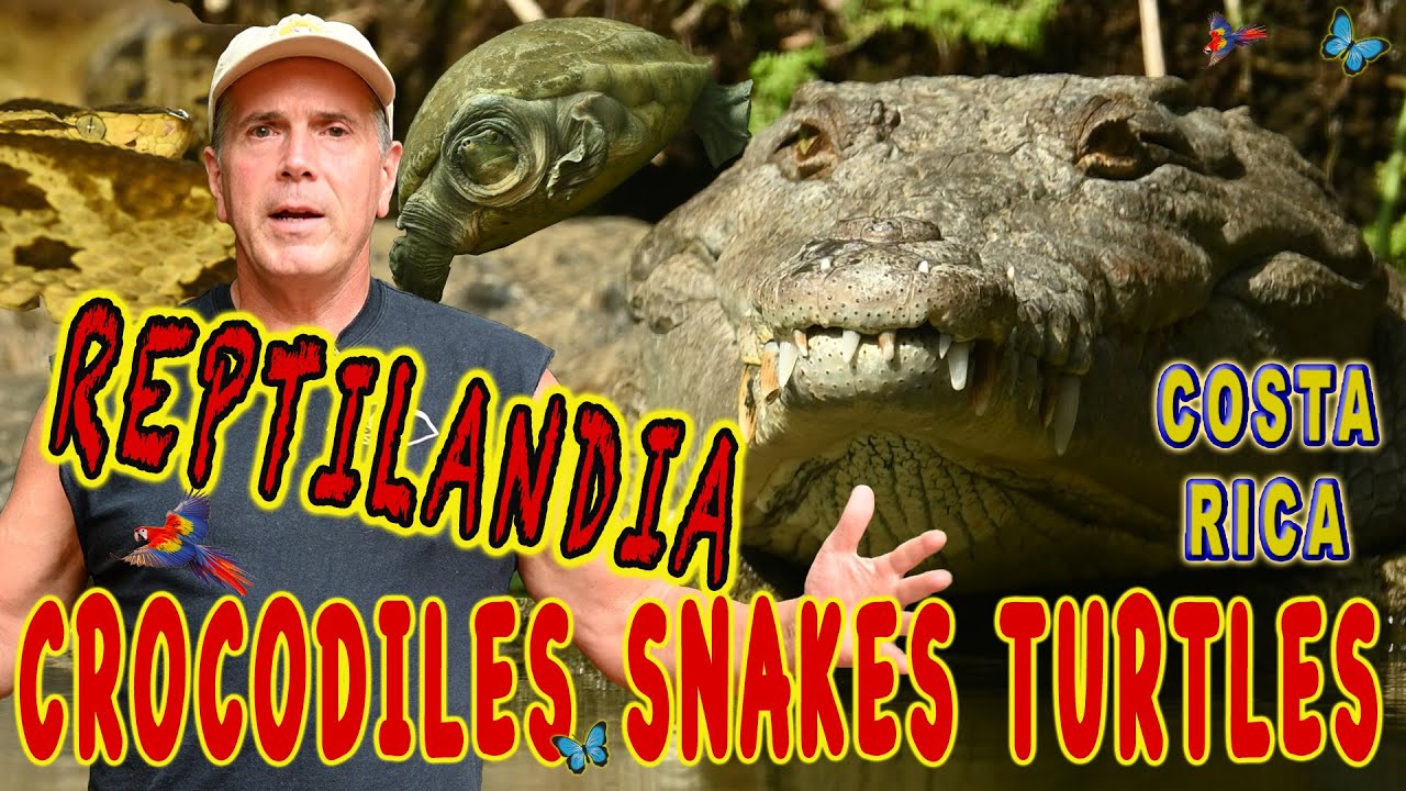 Crocodiles Snakes & Turtles at Reptailandia wildlife park Costa Rica ...